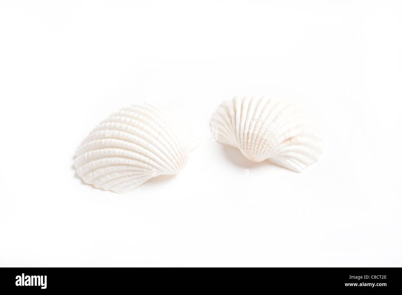 White clamshell hi-res stock photography and images - Alamy