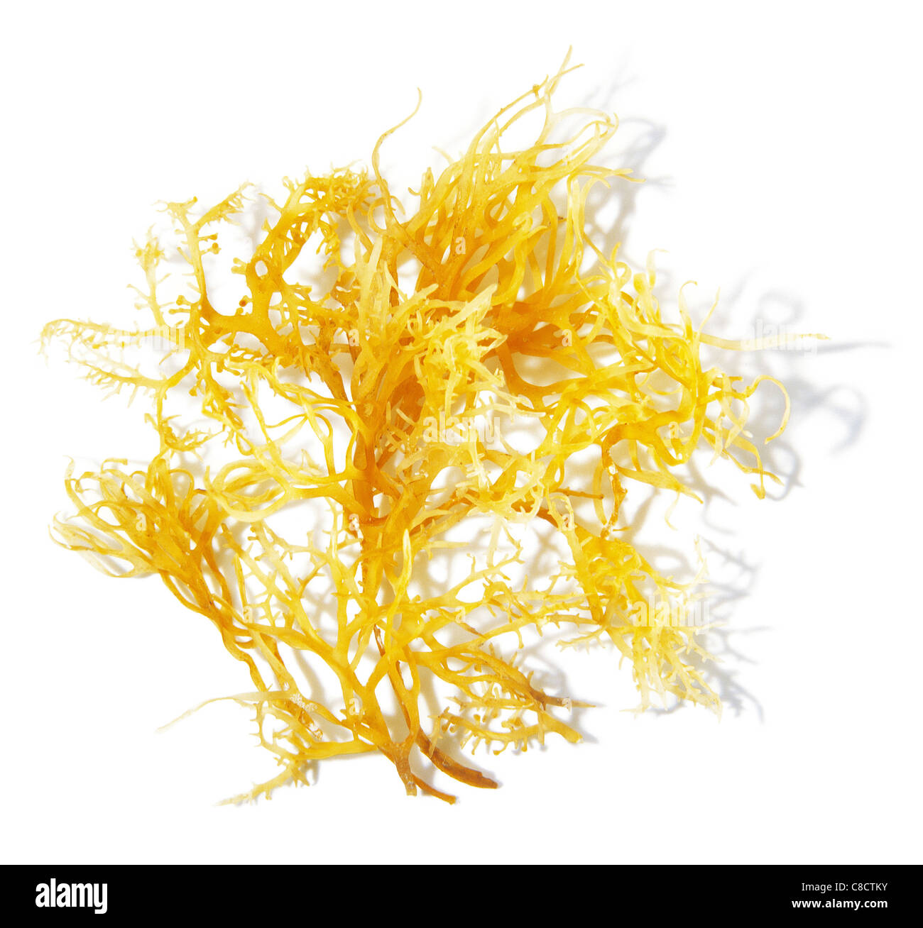 Yellow Seaweed High Resolution Stock Photography and Images - Alamy