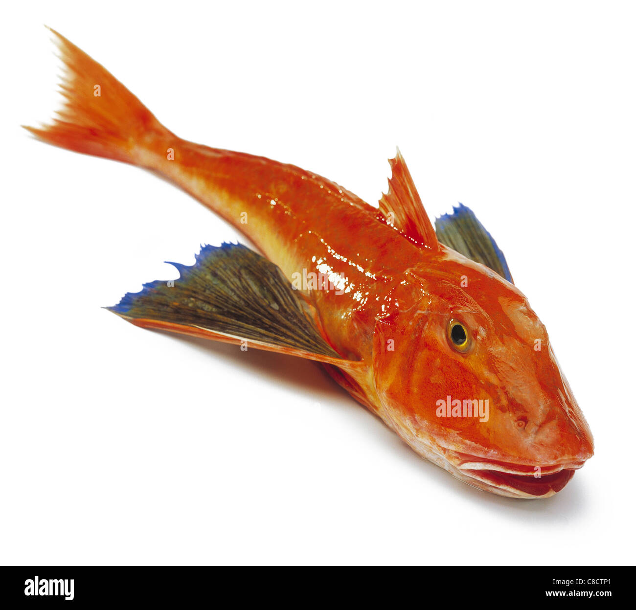 Gurnard Cut Out Stock Images & Pictures - Alamy