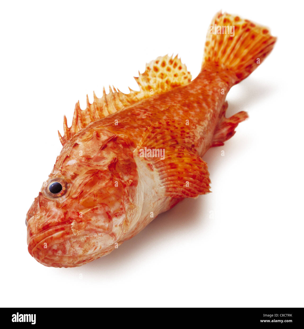 Scorpionfish Cut Out Stock Images & Pictures - Alamy