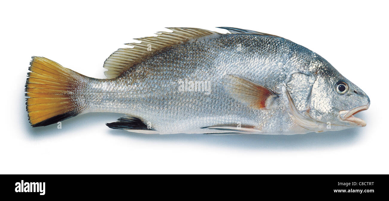 Silver Snapper High Resolution Stock Photography and Images - Alamy