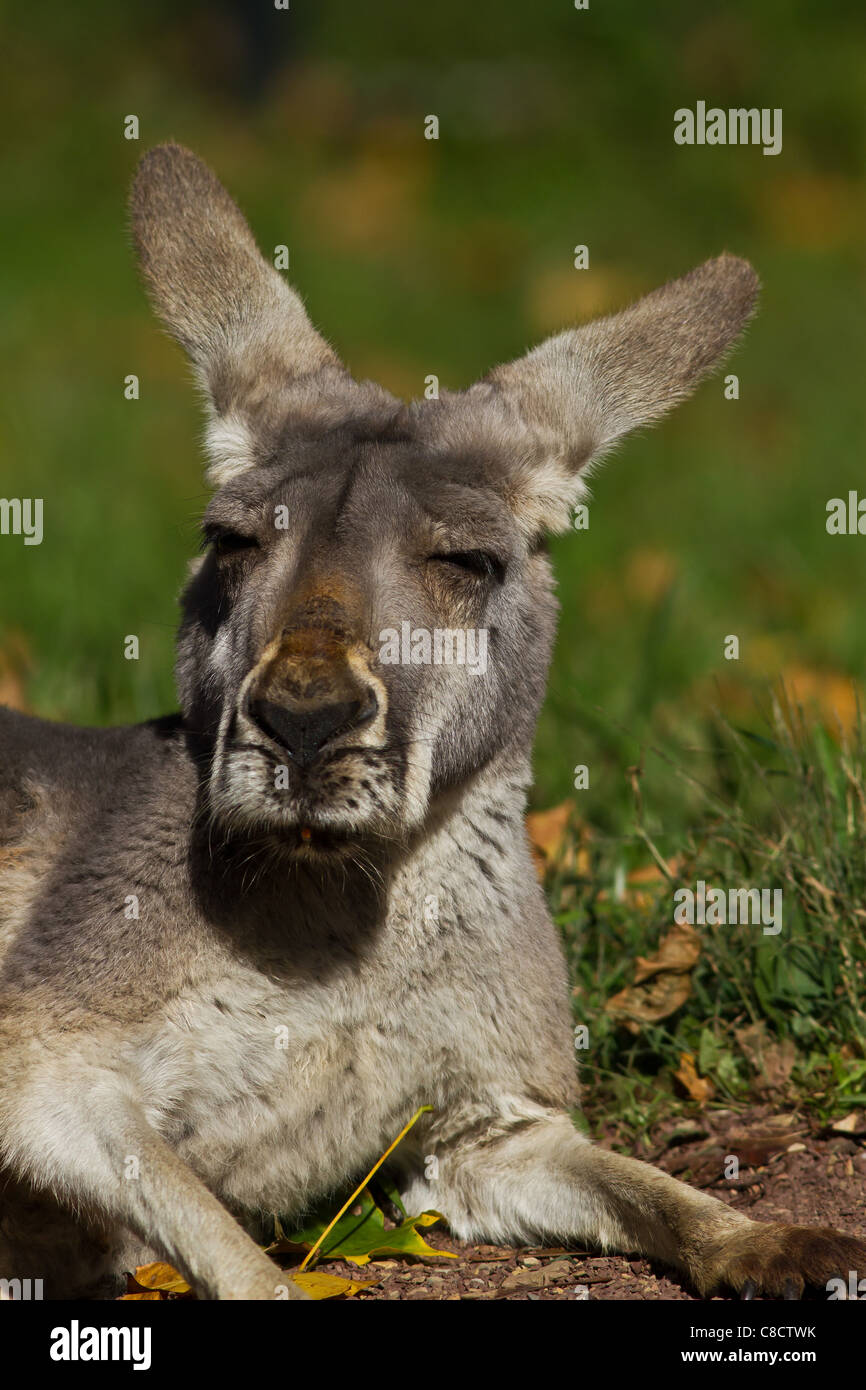 A red kangaroo hi-res stock photography and images - Alamy