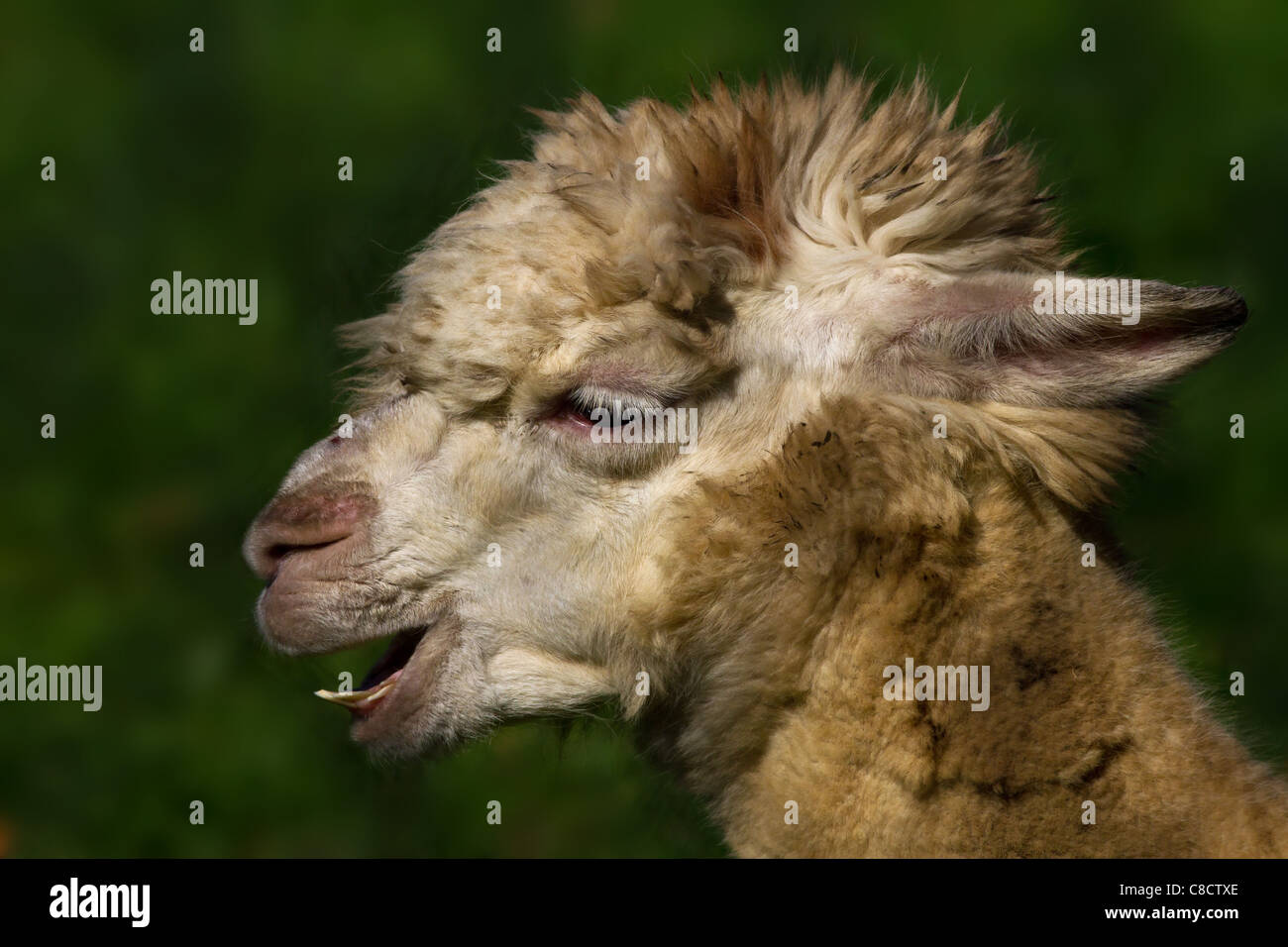 Close-up of an Alpaca Stock Photo - Alamy