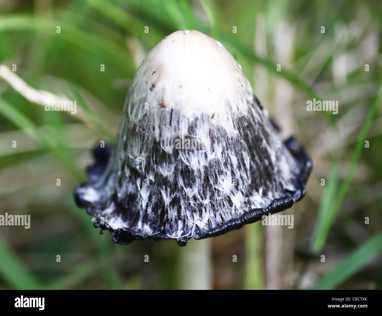 Ink fungus hi-res stock photography and images - Alamy