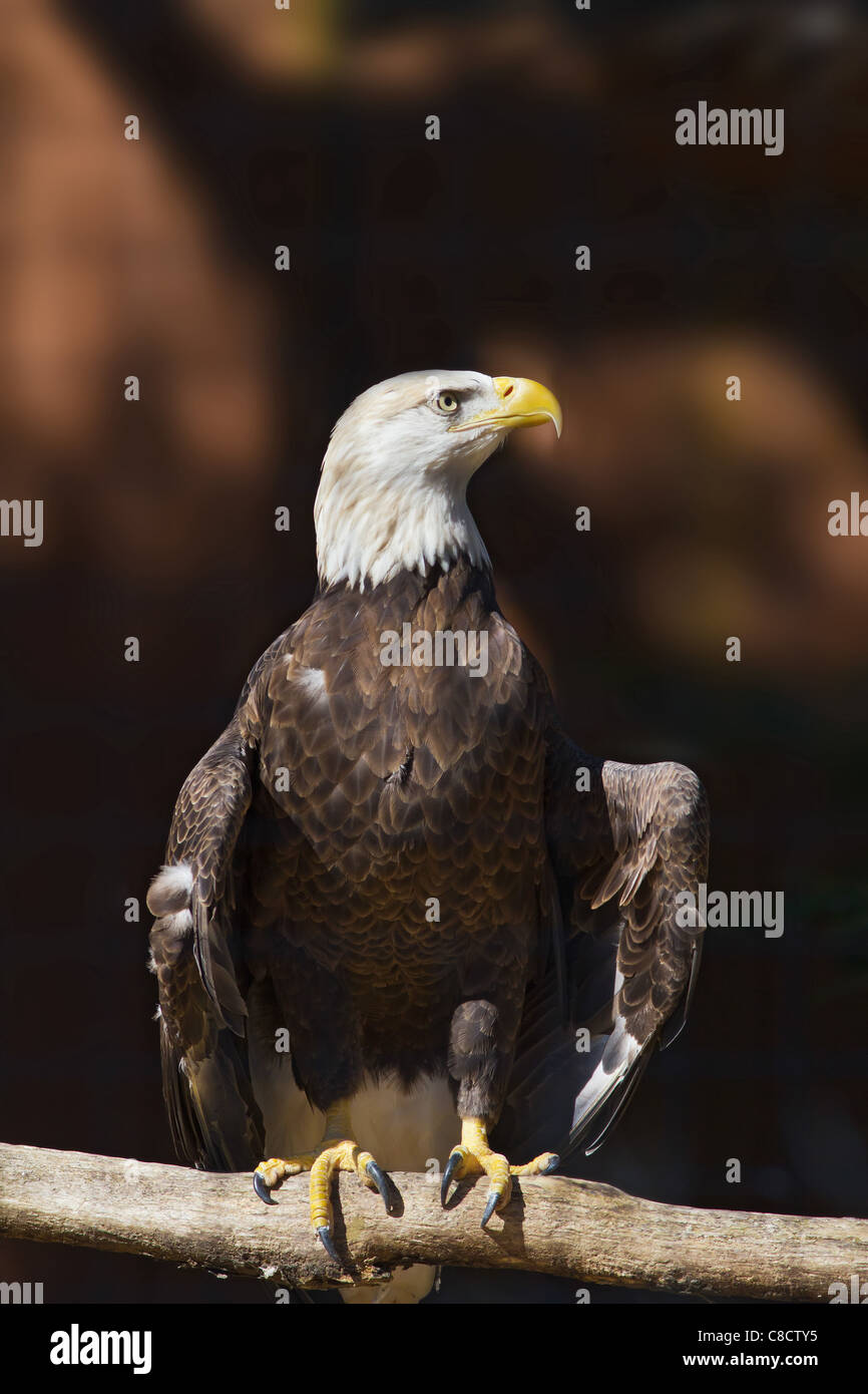 Bald Eagle perched on a tree branch Stock Photo - Alamy