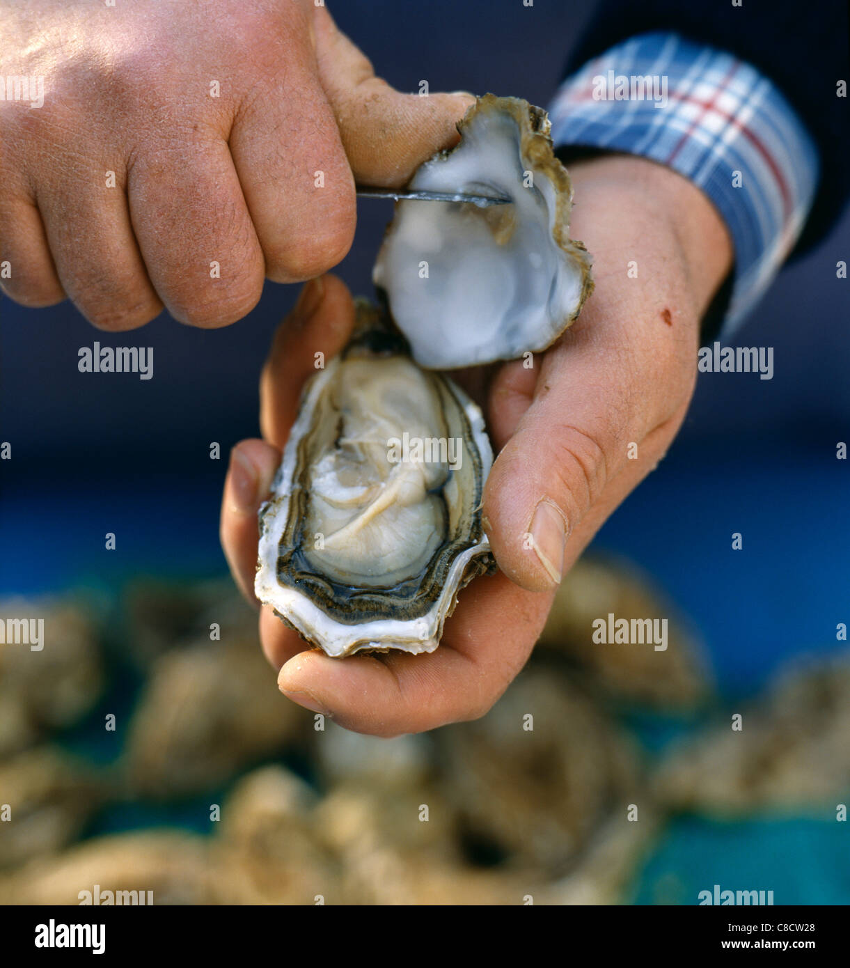 Openning an oyster Stock Photo - Alamy