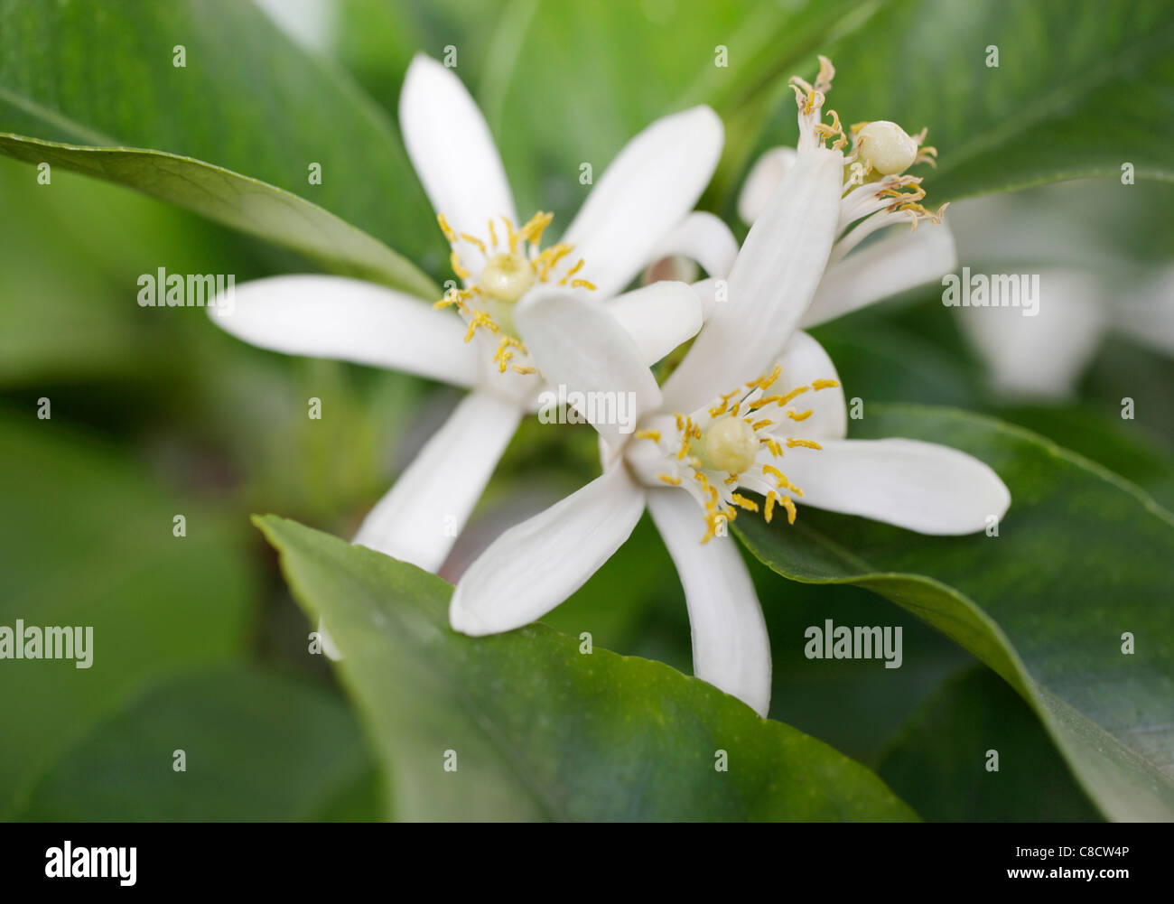 Lemon blossoms hi-res stock photography and images - Alamy