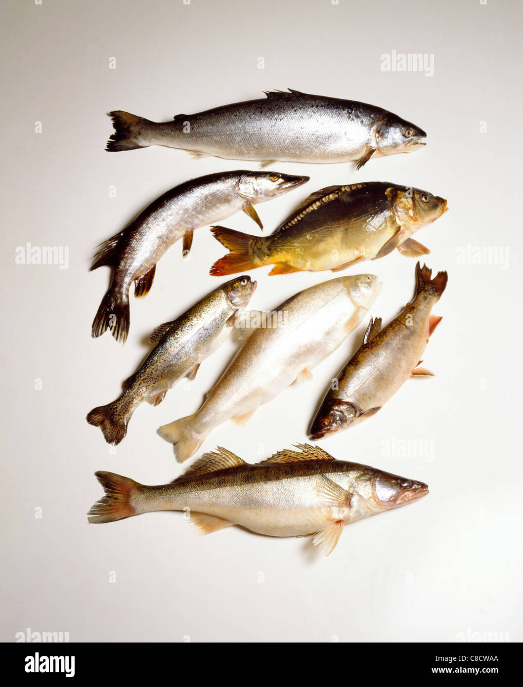 Lakefish hi-res stock photography and images - Alamy