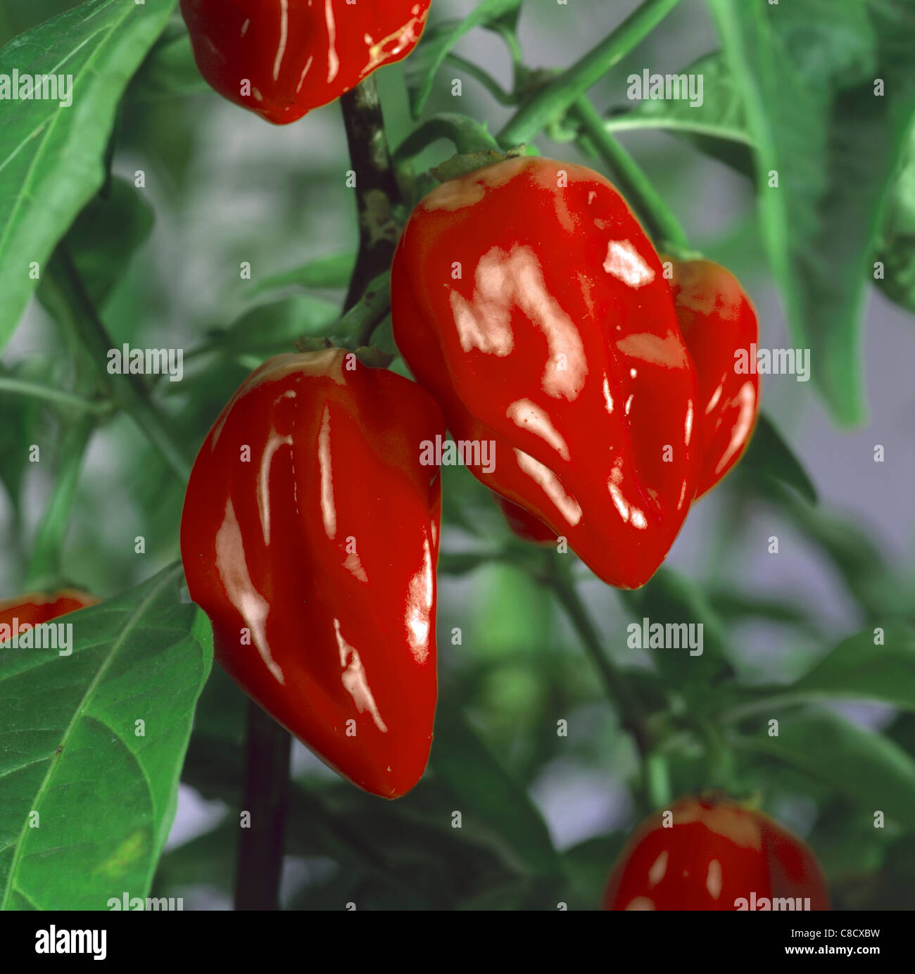 Red Chilli Peppers Stock Photo - Alamy