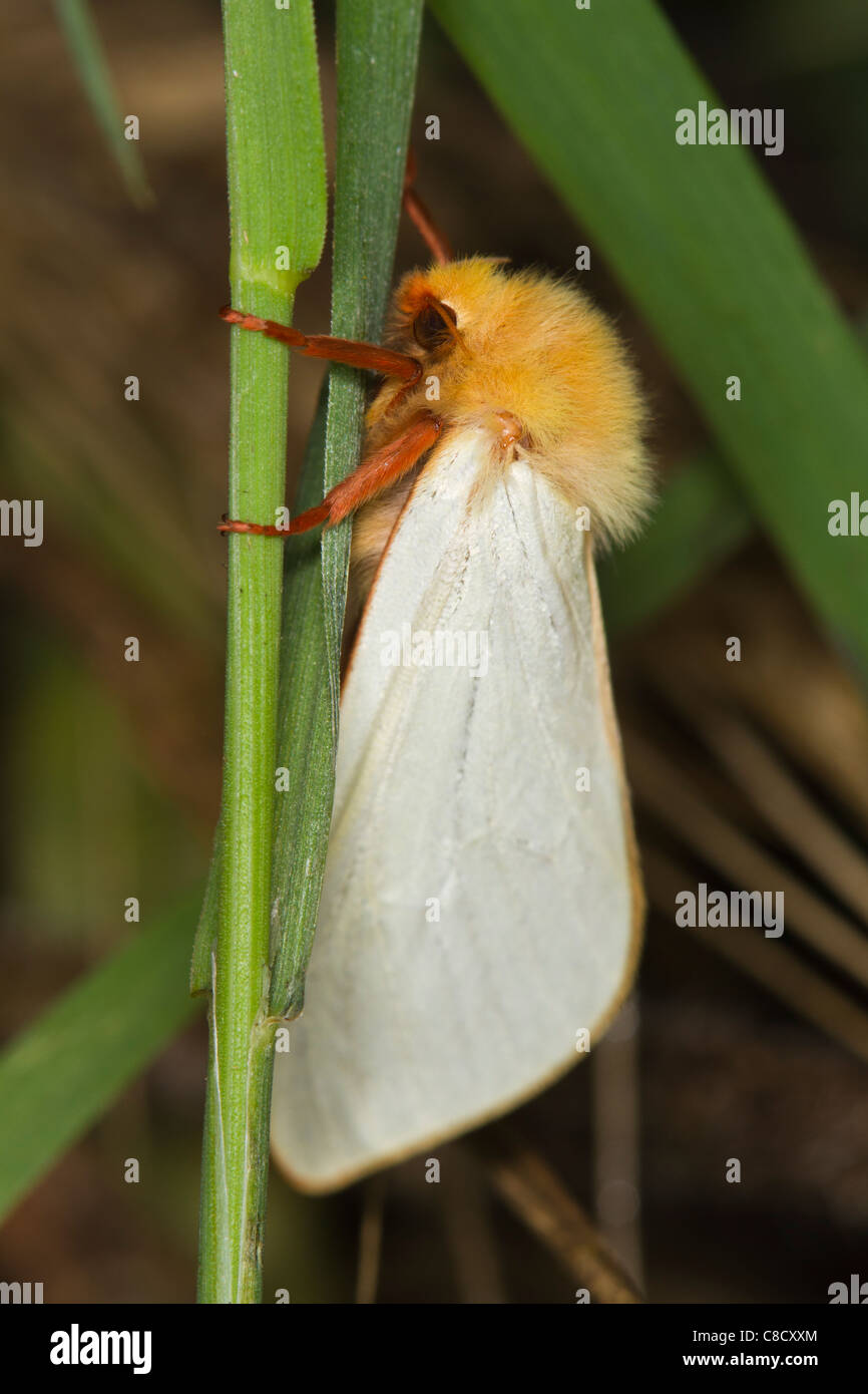 male Ghost Moth (Hepialus humuli Stock Photo - Alamy