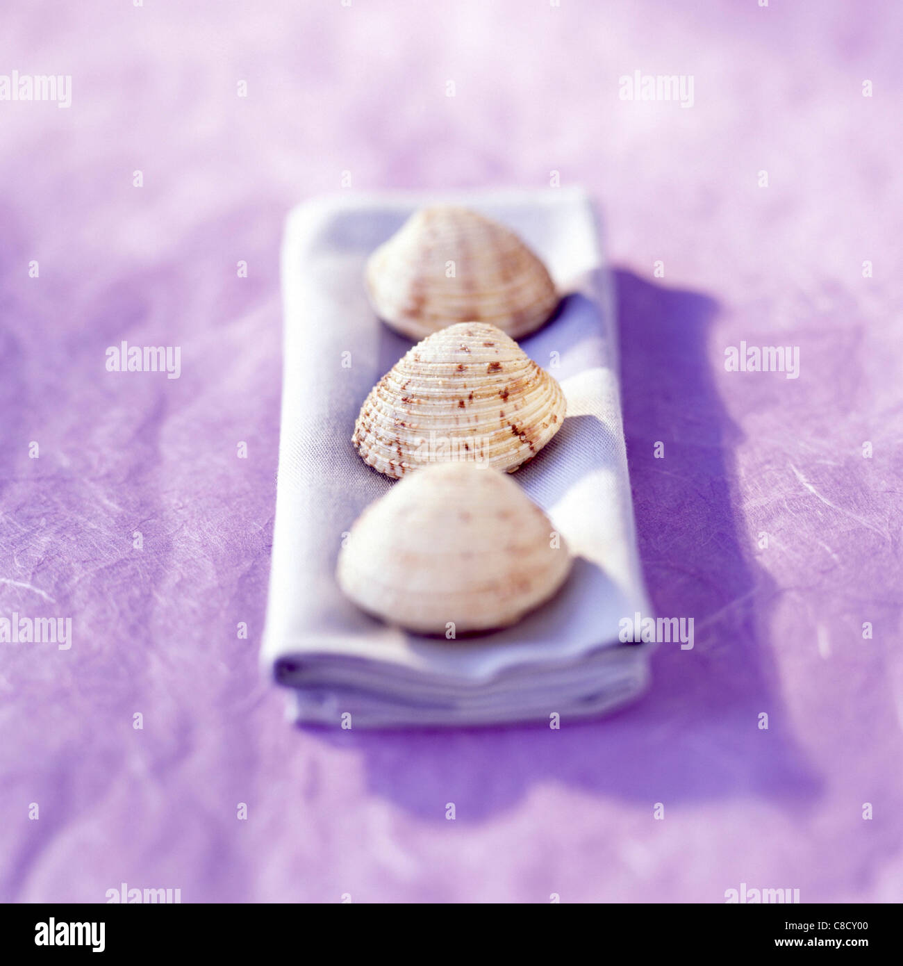 Dog cockle shell hi-res stock photography and images - Alamy