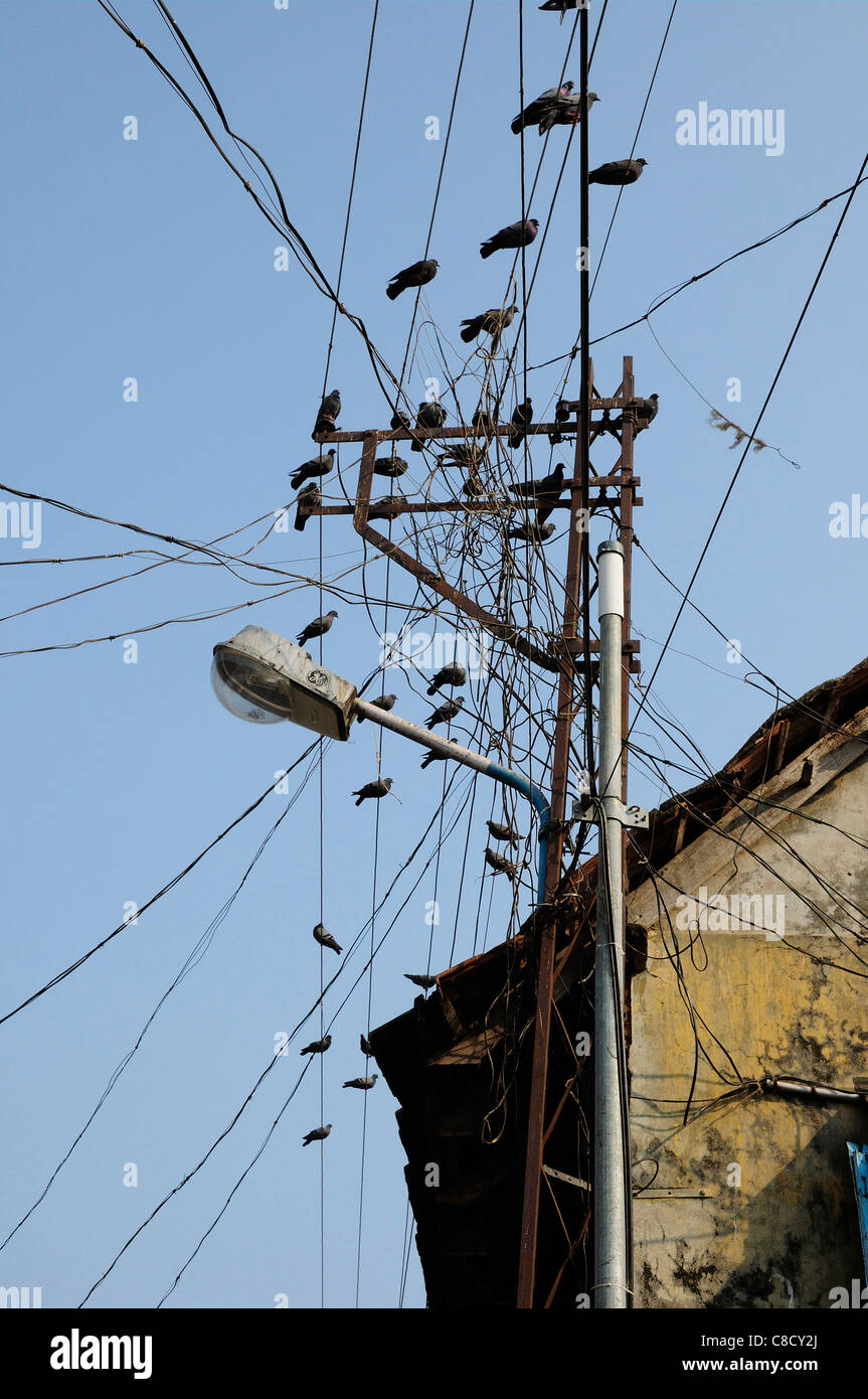 Street light with chaotic tangle of overhead electrical wires and birds ...