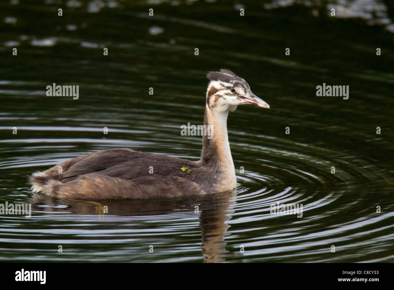 juvenile Great Crested Grebe (Podiceps cristatus Stock Photo - Alamy