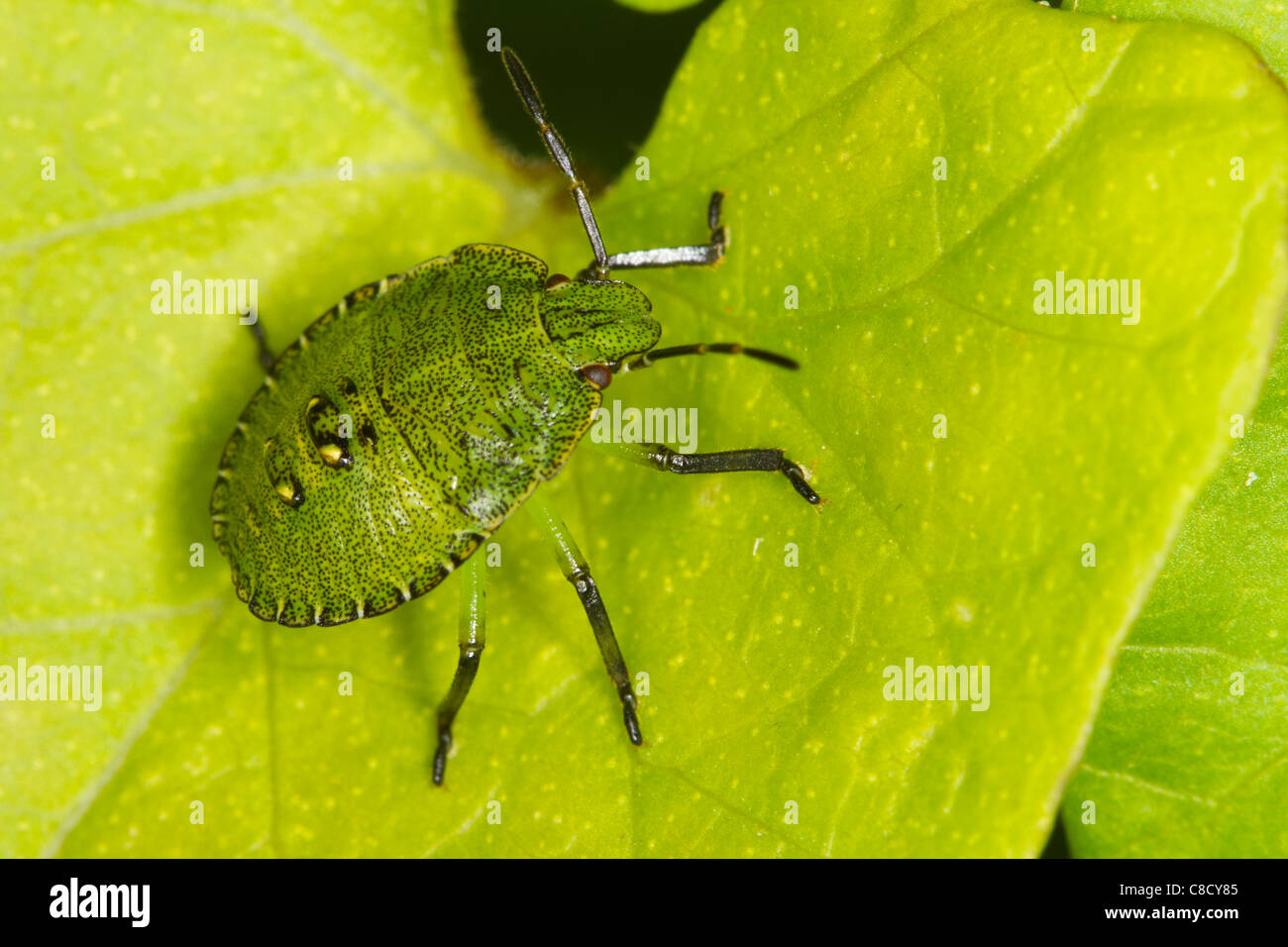 final instar nymph of Common Green Shieldbug (Palomena prasina Stock ...