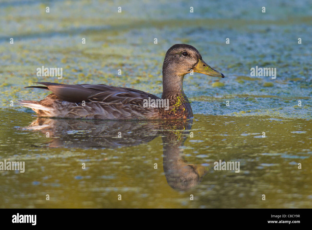 eclipse male Mallard (Anas platyrhynchos Stock Photo - Alamy