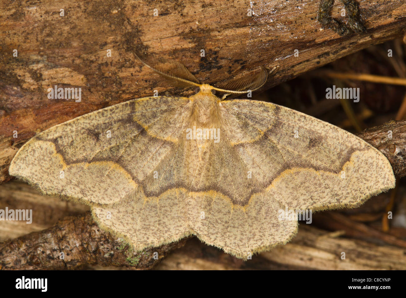 Hemlock moth hi-res stock photography and images - Alamy