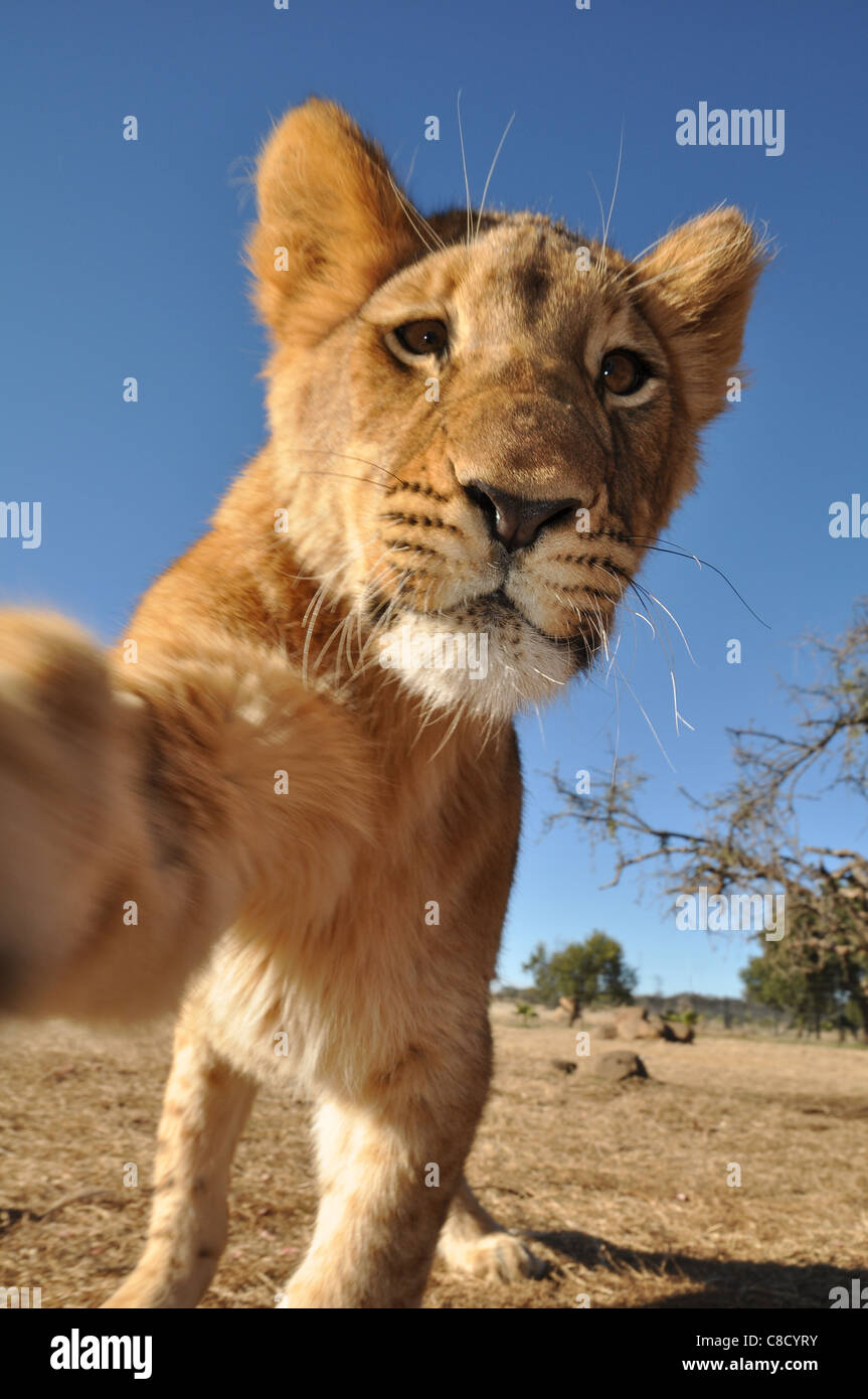 African lion cubs Stock Photo - Alamy