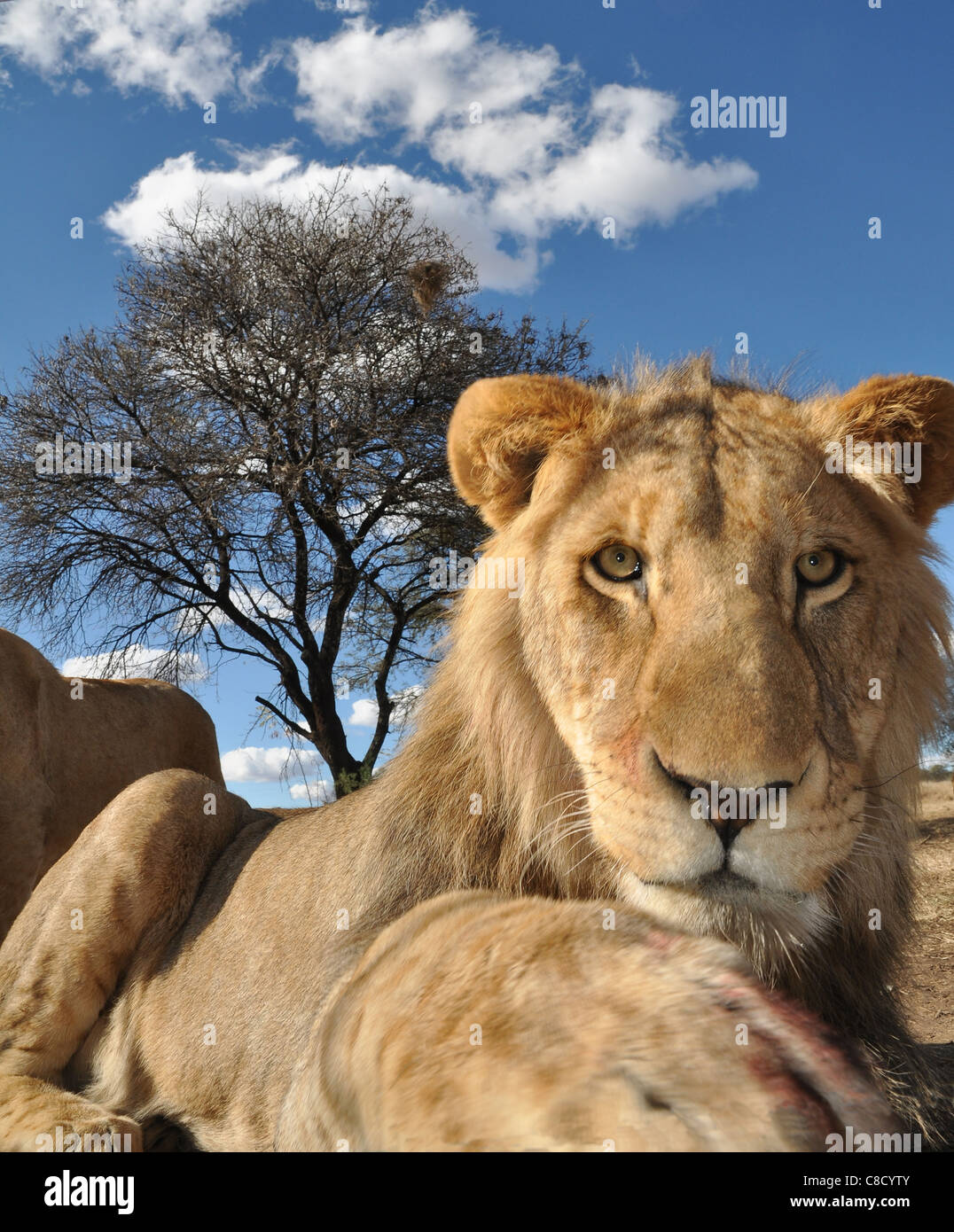 South africa lion farm hi-res stock photography and images - Alamy