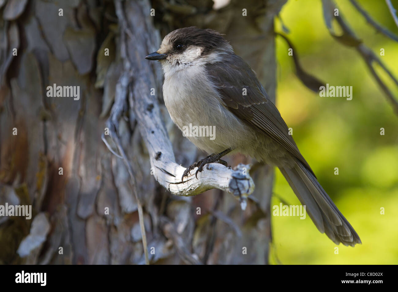 Grey Jay (Perisoreus canadensis Stock Photo - Alamy
