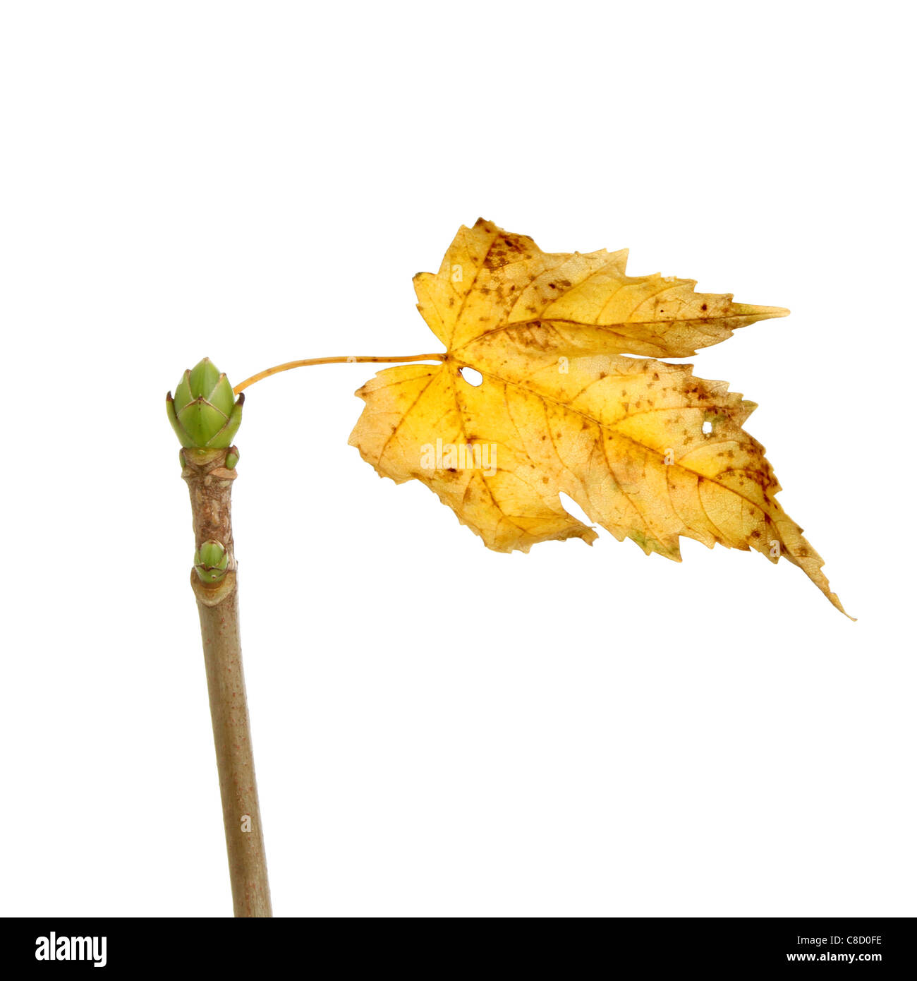 Sycamore bud hi-res stock photography and images - Alamy