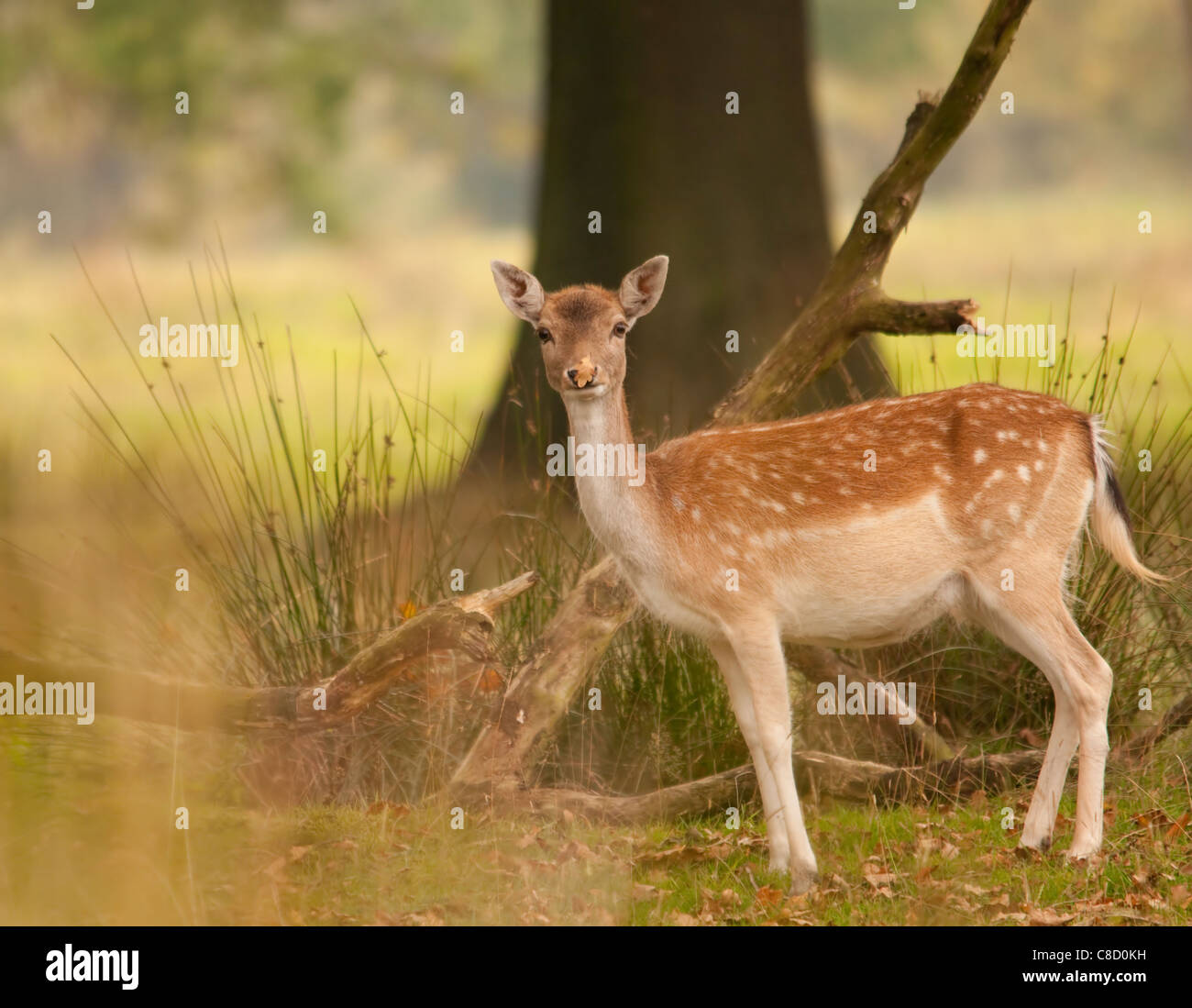 fallow deer in woodland Stock Photo - Alamy