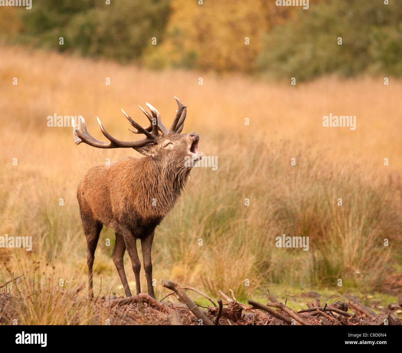 Rutting red deer peak district hi-res stock photography and images - Alamy