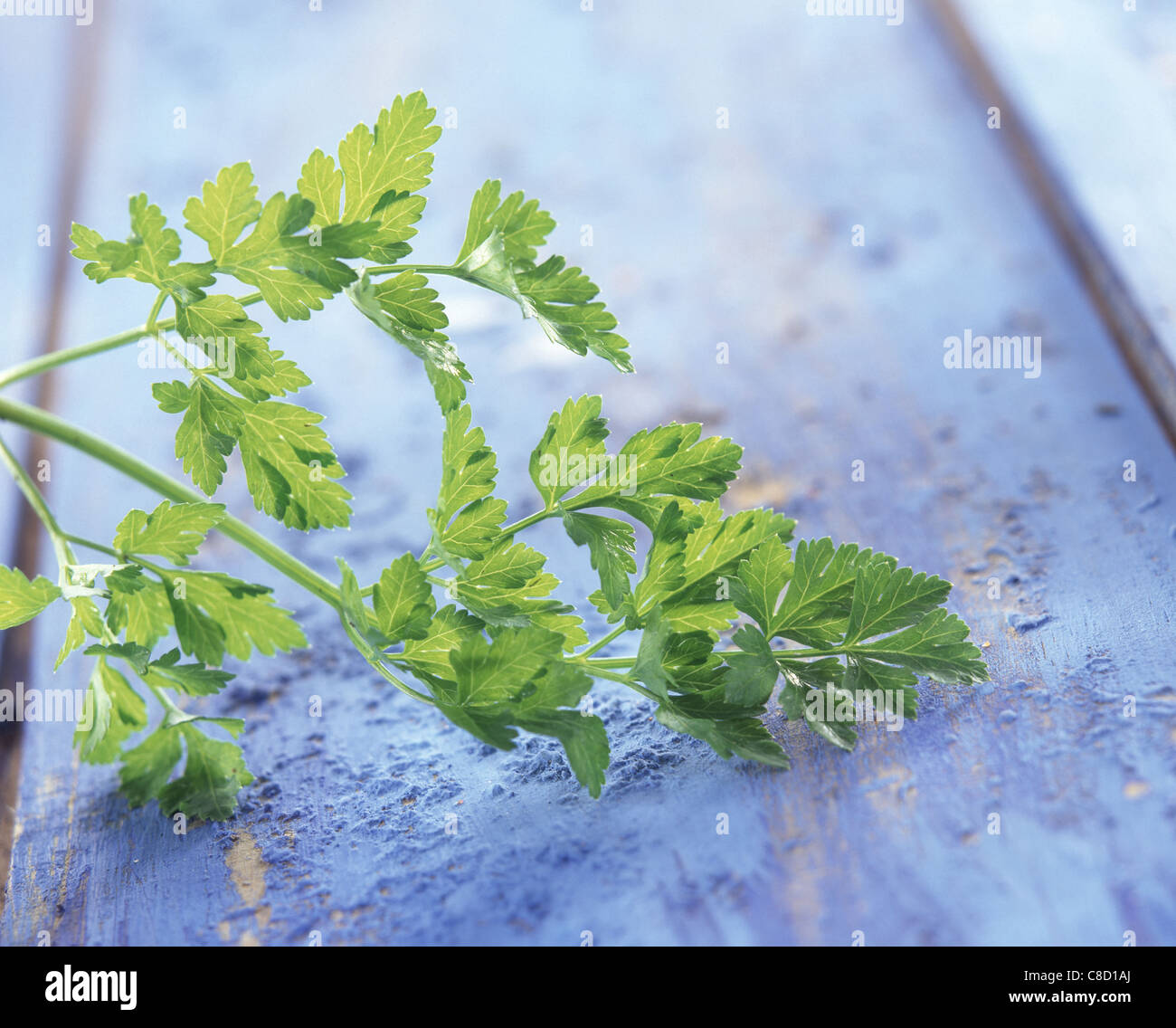 Sprig of flat-leaved parsley Stock Photo - Alamy