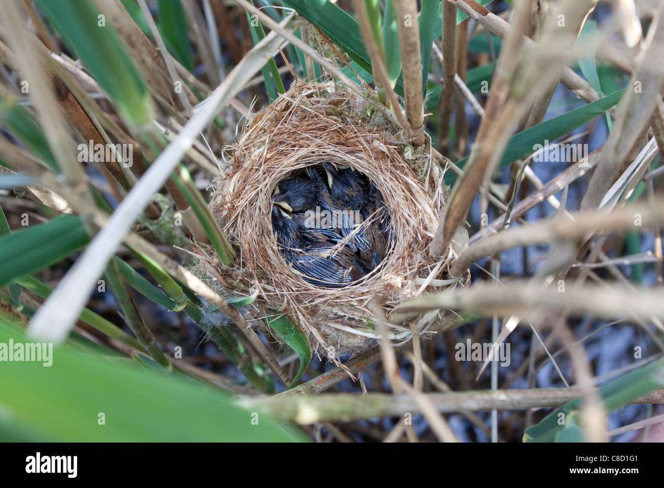 Reed Warbler Acrocephalus scirpaceus nest in a reed bed in Suffolk ...