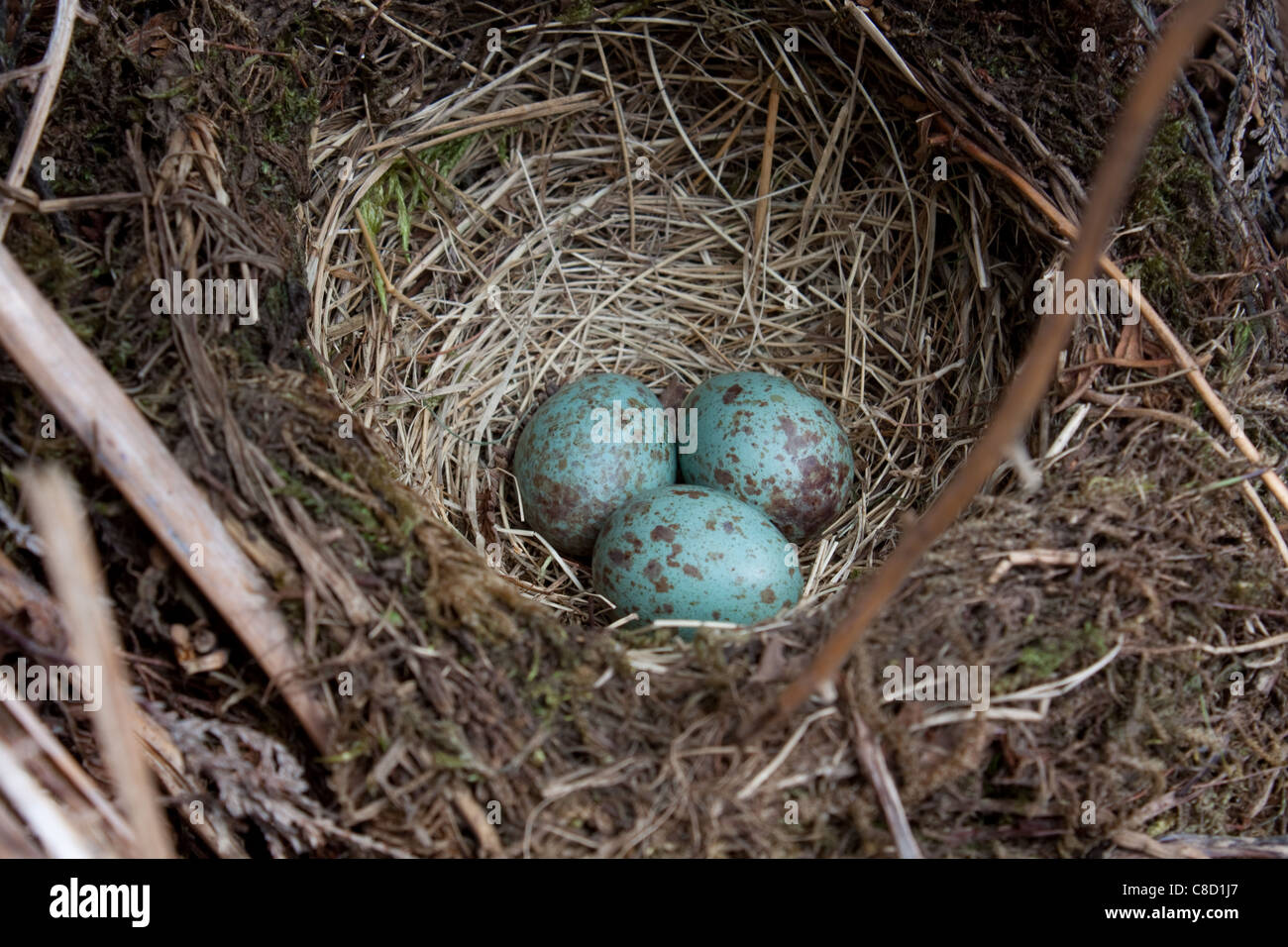 Nest with 3 eggs of Ring Ouzel, Turdus torquatus Stock Photo - Alamy