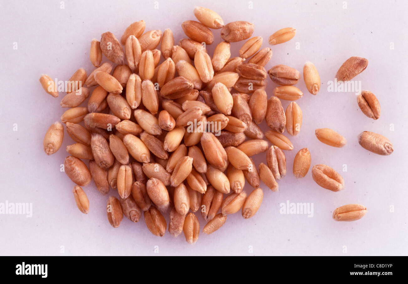 Grains of wheat Stock Photo - Alamy