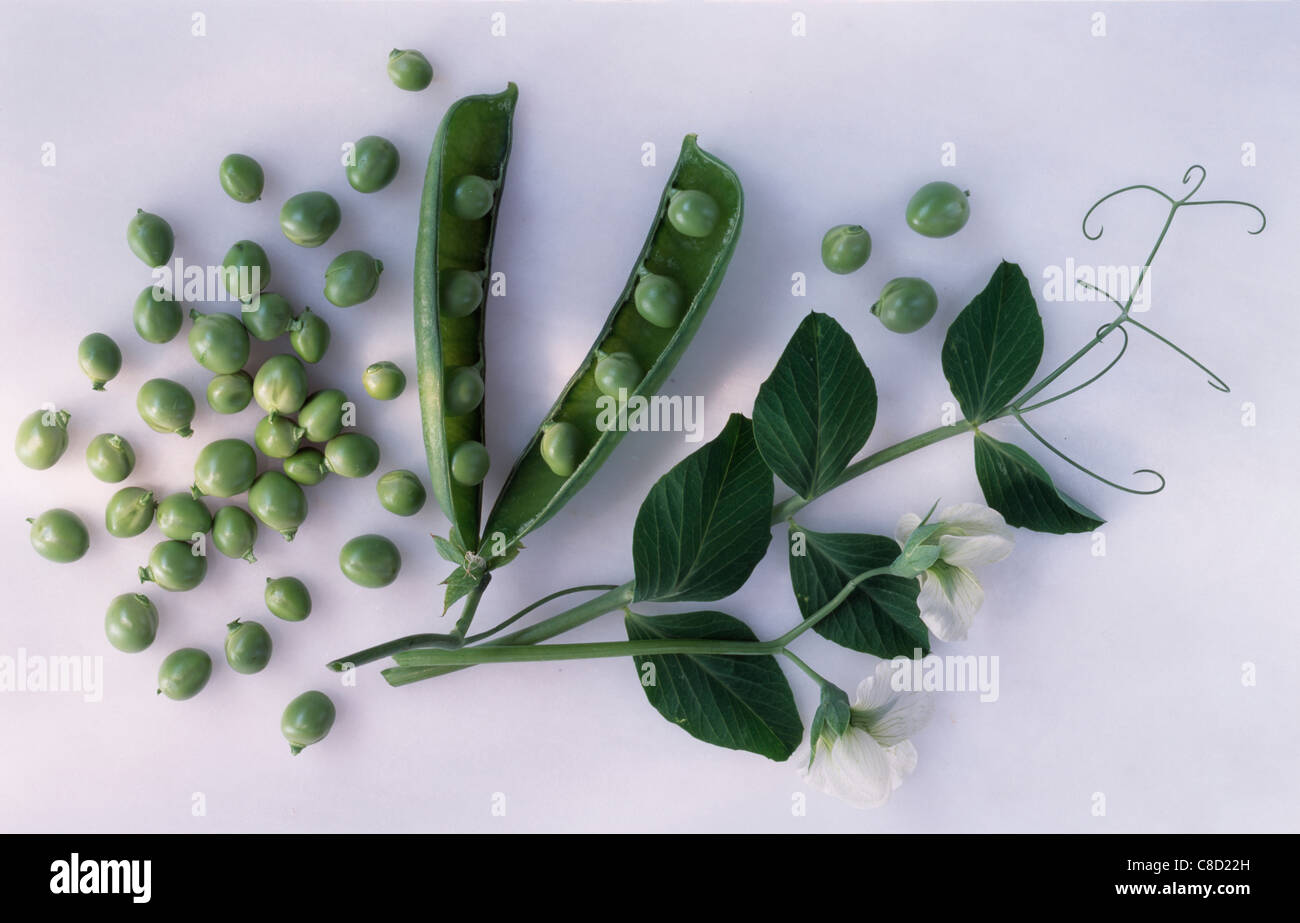 Peas And Pod Cut Out High Resolution Stock Photography and Images - Alamy