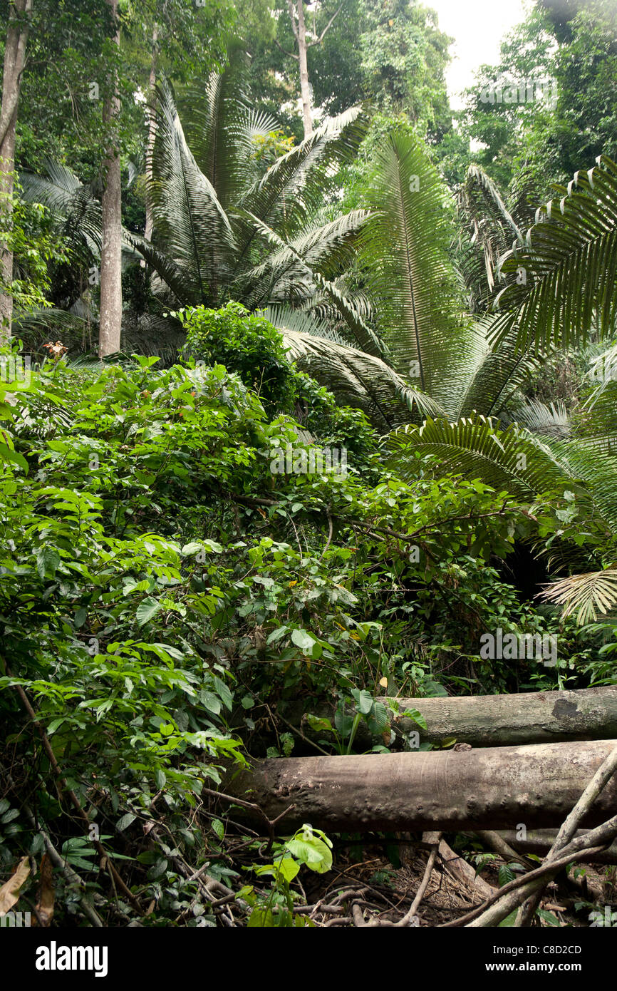 Tropical rainforest tree trunks hi-res stock photography and images - Alamy