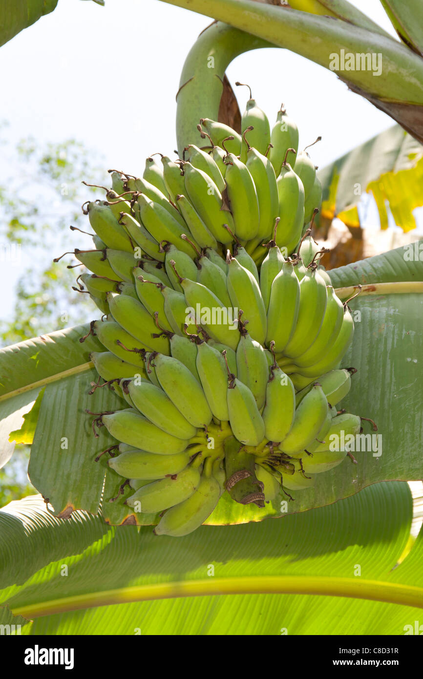 Bananas in the tree hi-res stock photography and images - Alamy