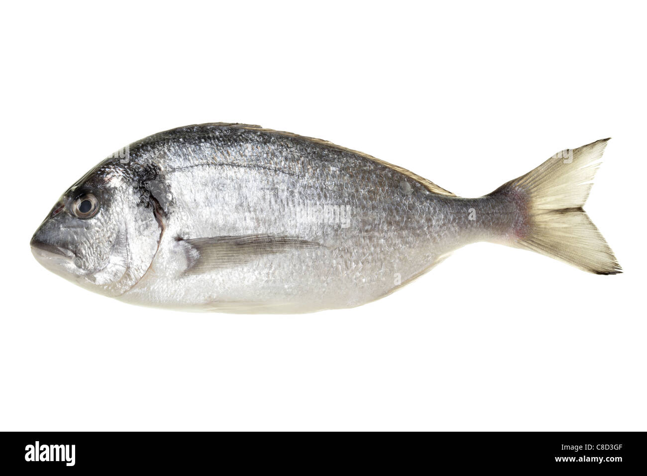 Dorada fish cutout hi-res stock photography and images - Alamy