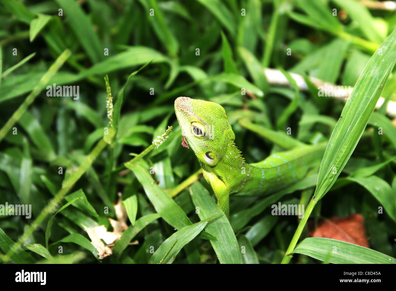 A green Lizard from Borneo posing for the camera Stock Photo - Alamy