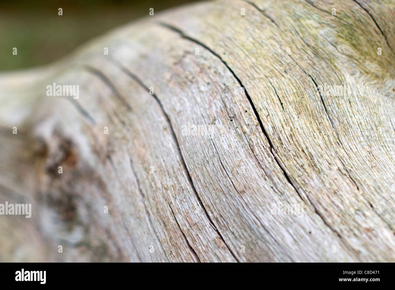 Fallen Wood, New Forest, Hampshire, England, UK, GB Stock Photo - Alamy
