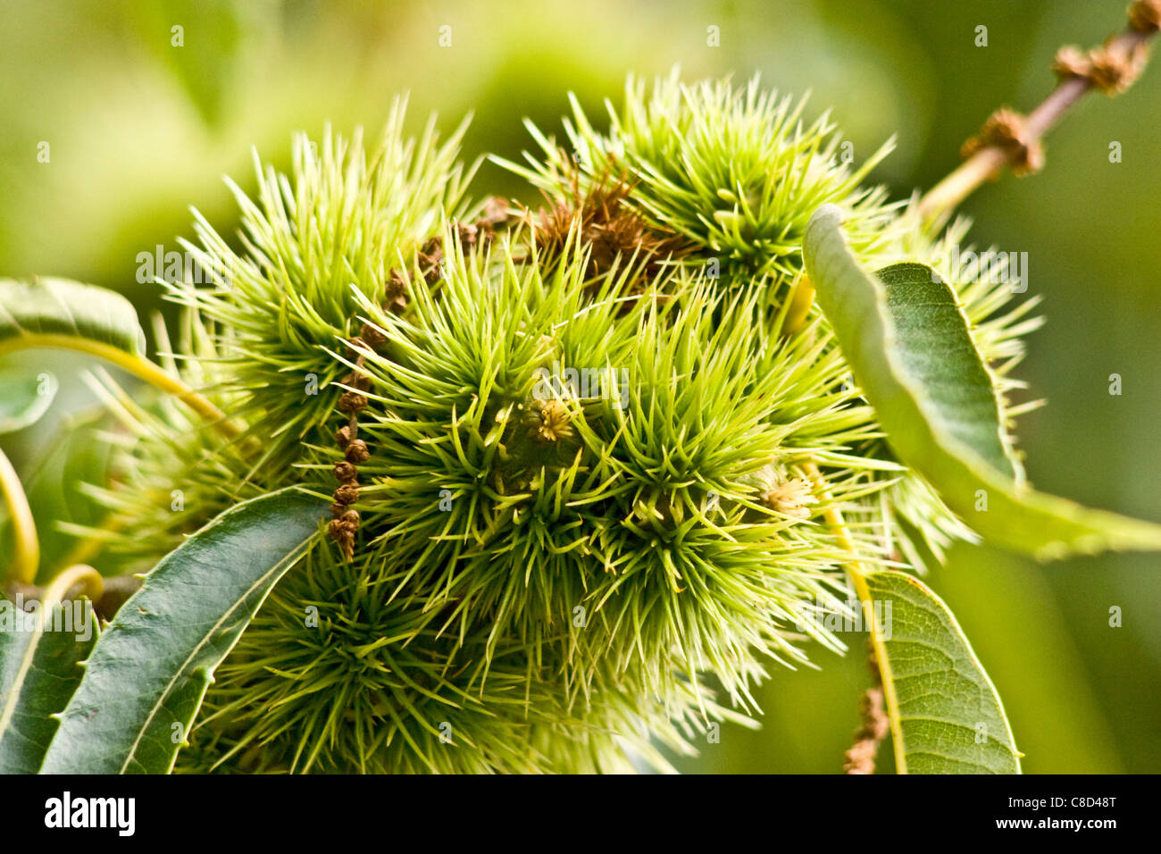 Chestnut spiky pod hi-res stock photography and images - Alamy