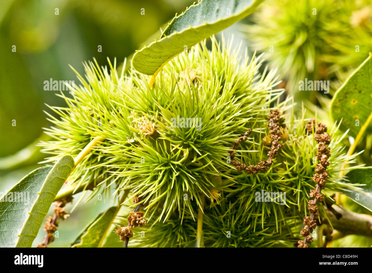 Chestnut spiky pod hi-res stock photography and images - Alamy