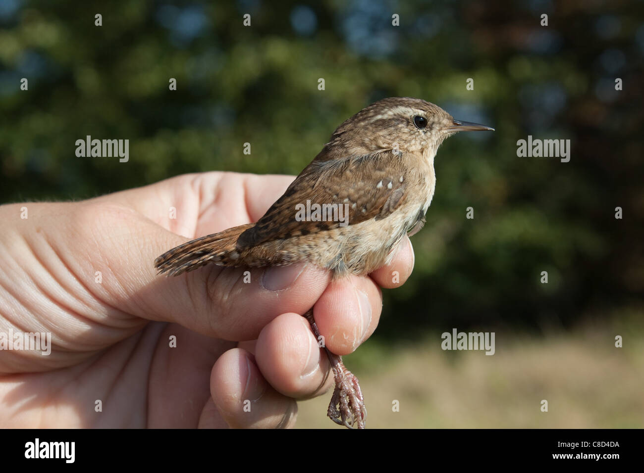Ringing ring hi-res stock photography and images - Alamy