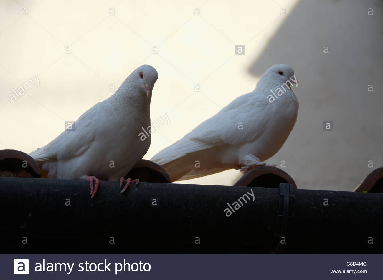 Doves Mating Stock Photos & Doves Mating Stock Images - Alamy