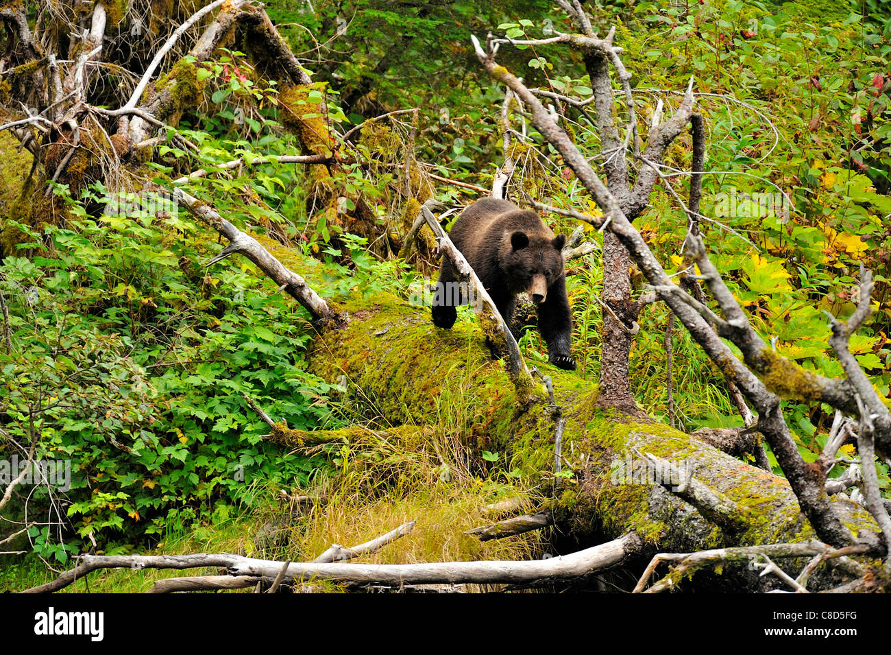 A young grizzly bear walking a fallen tree Stock Photo - Alamy