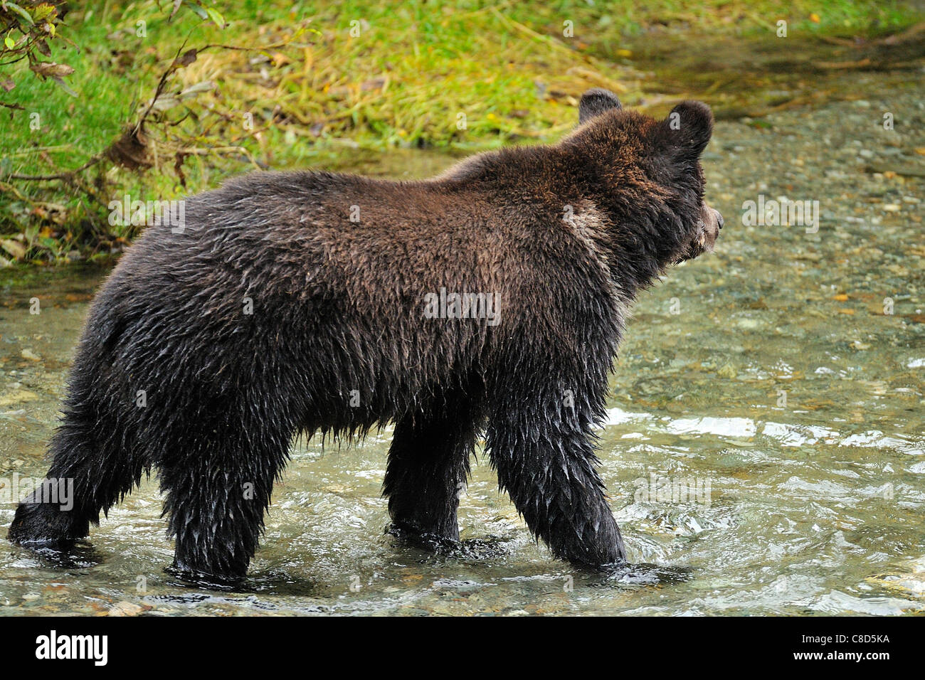 Grizzly bear walking along stream hi-res stock photography and images ...