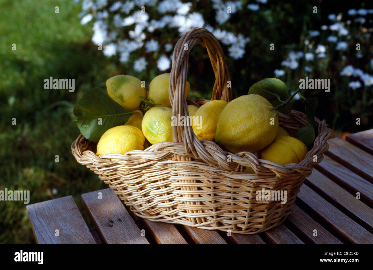 Basket of lemons Stock Photo - Alamy