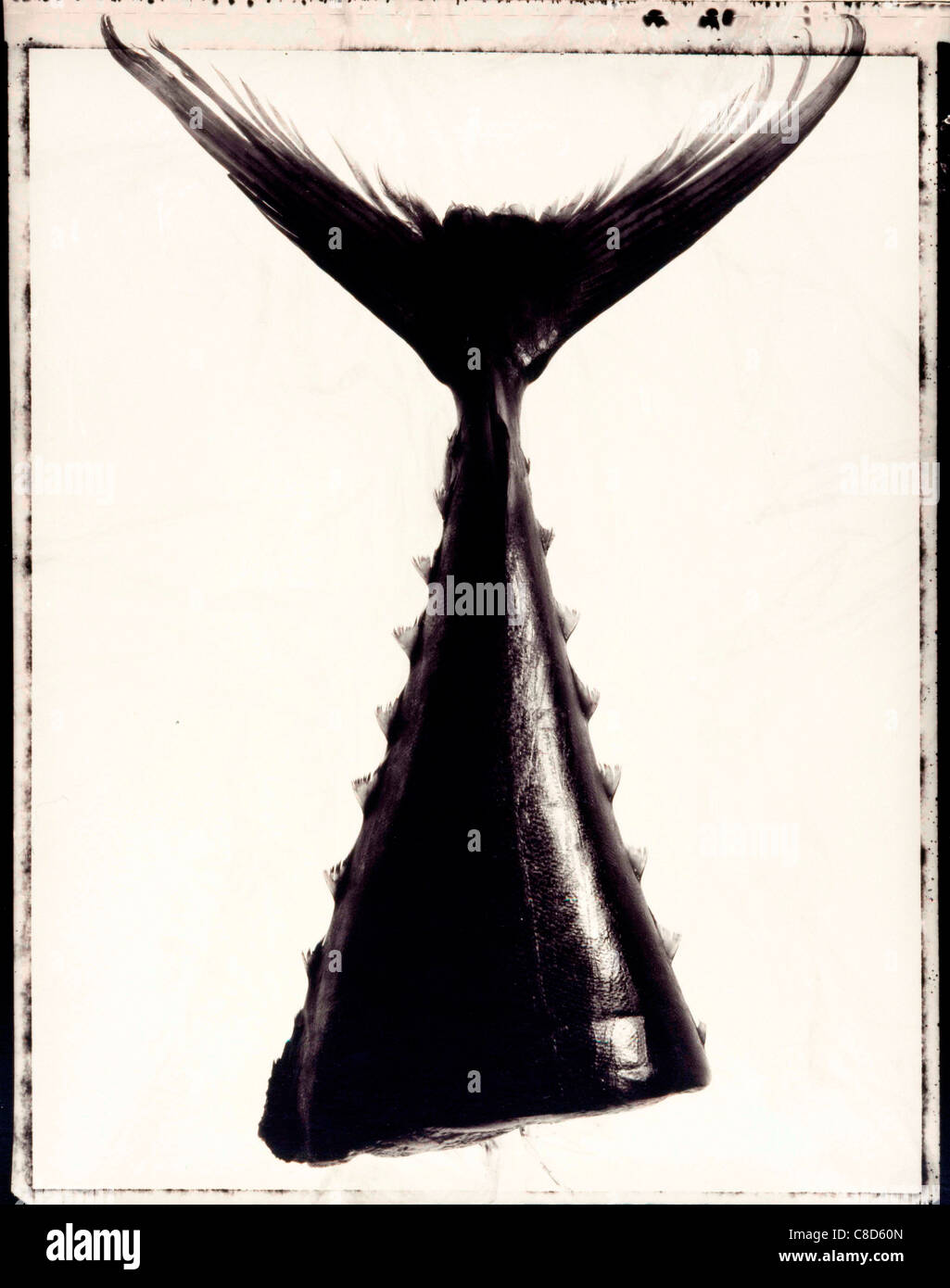 Tuna tail hi-res stock photography and images - Alamy