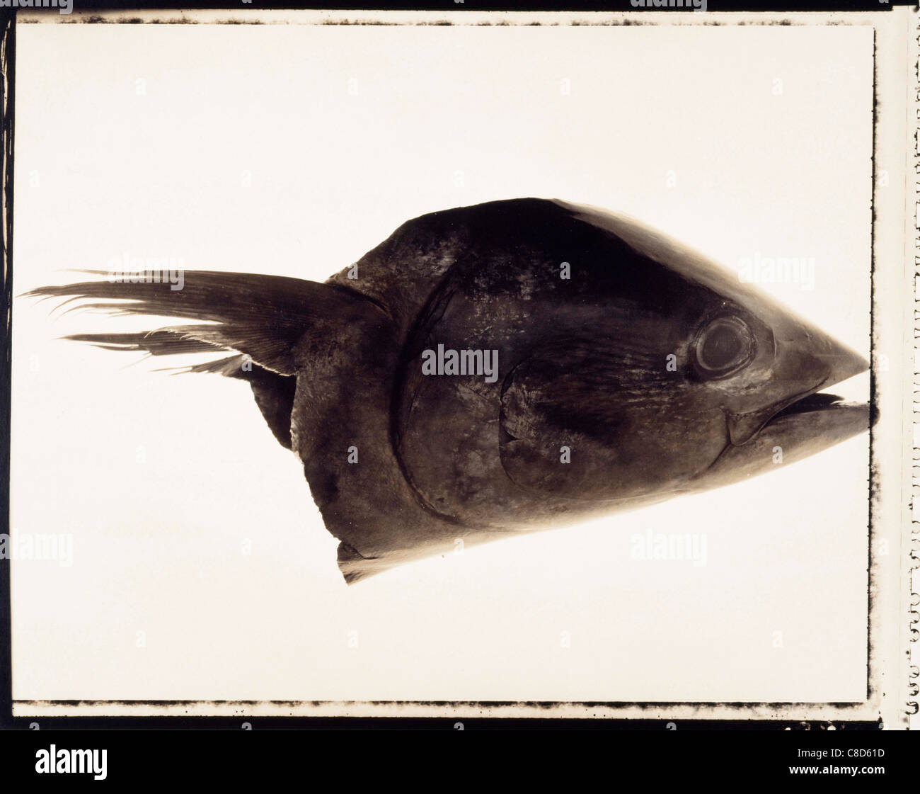 Tuna Head High Resolution Stock Photography and Images - Alamy