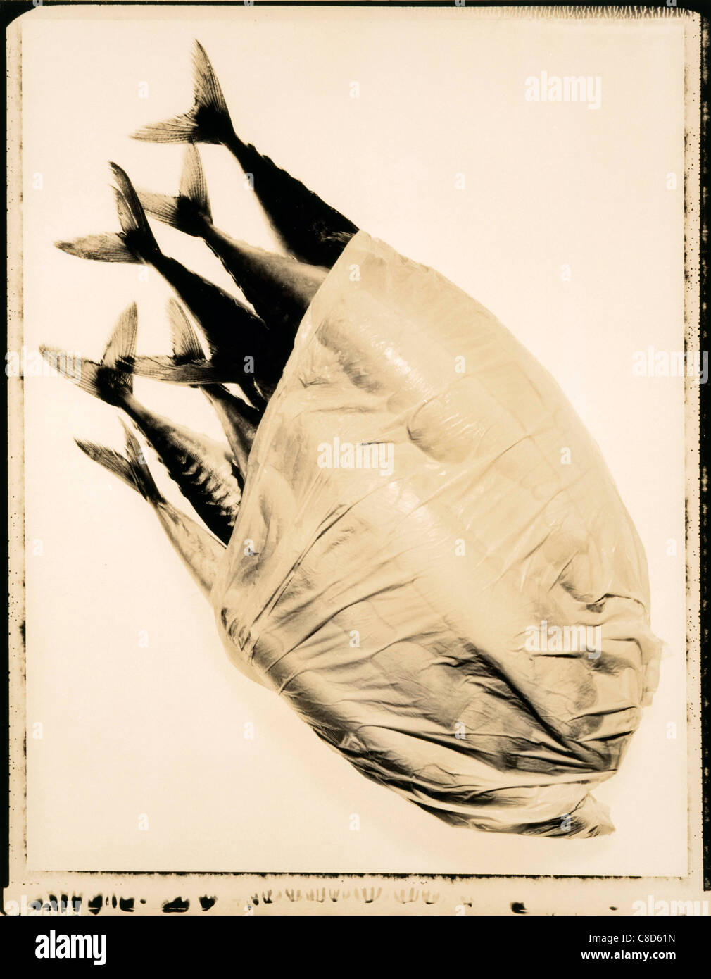 Fish wrapped in cloth Stock Photo - Alamy