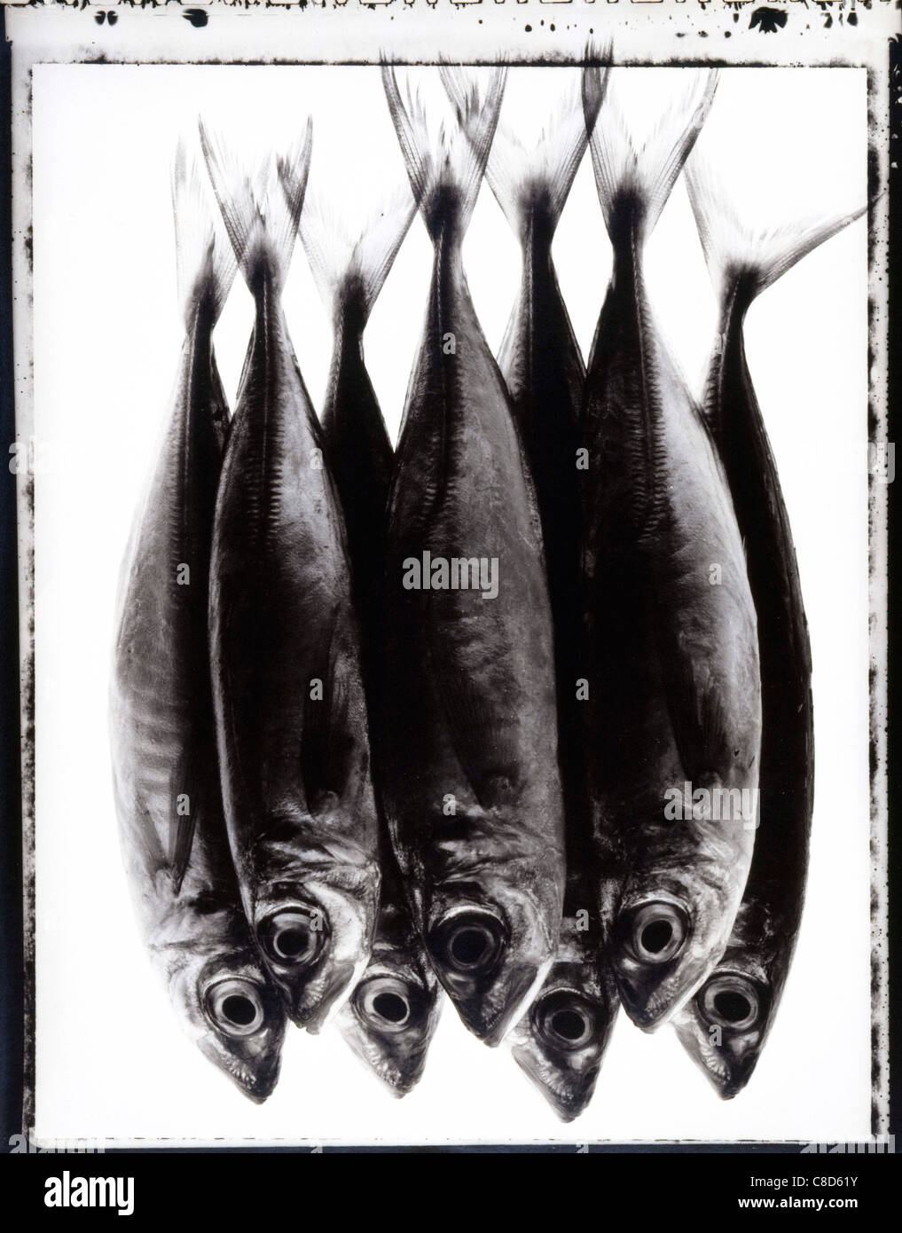 Saurel marine fish hi-res stock photography and images - Alamy