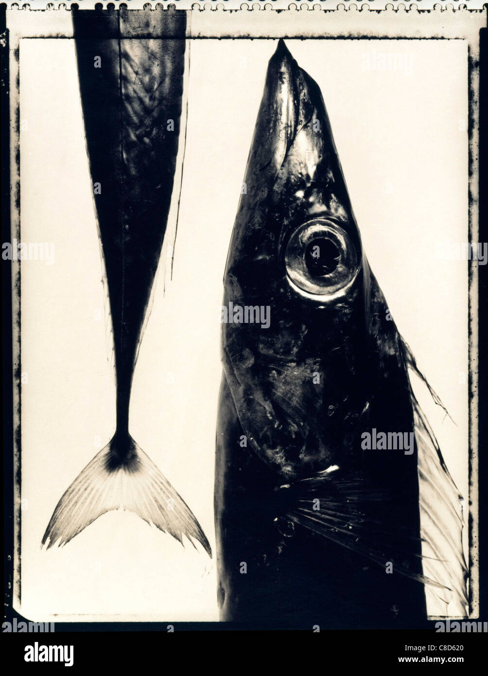 Black scabbard fish hi-res stock photography and images - Alamy