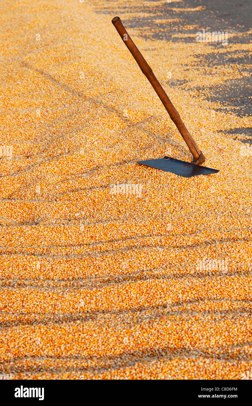 Corn sun drying hi-res stock photography and images - Alamy