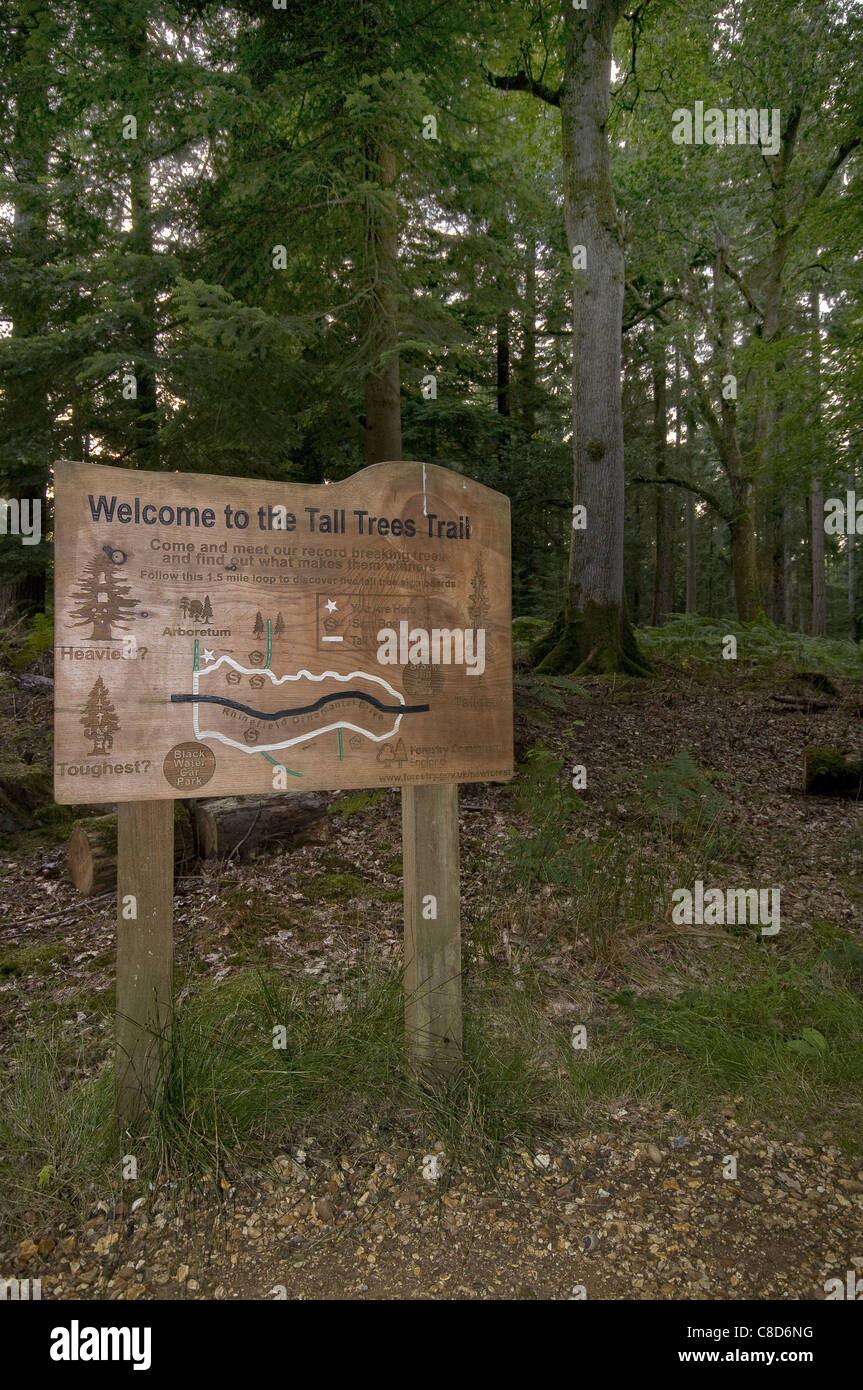 Tall Trees Trail in the New Forest National Park, England, UK Stock ...